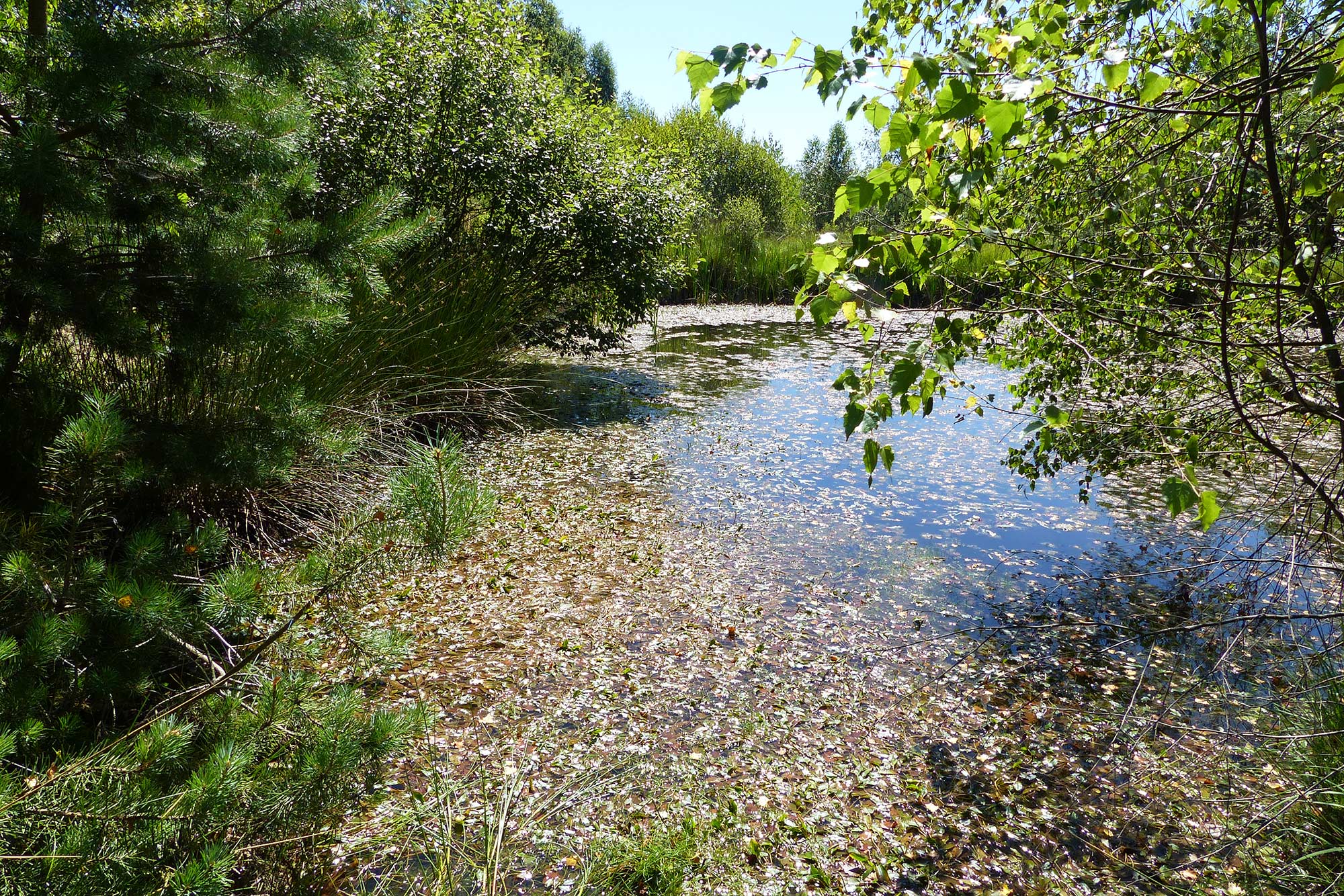 Accueil Marais du Cassan et de Prentegarde